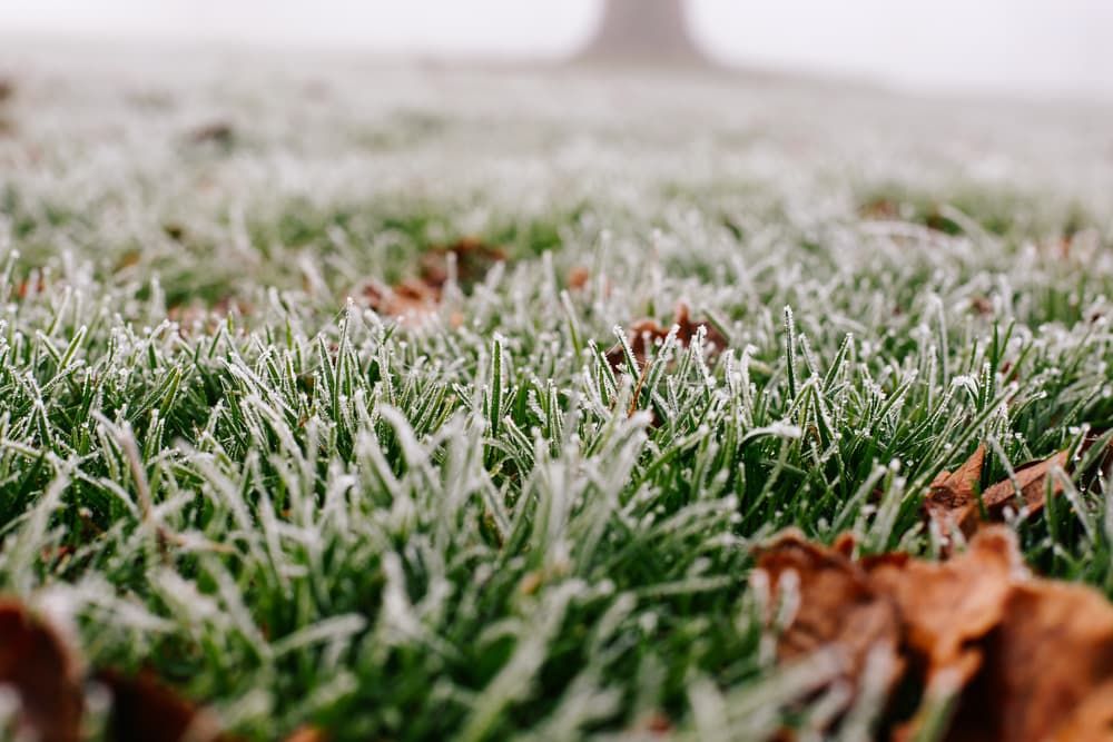 The Ultimate Winter Turf Guide
