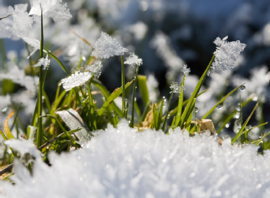 The Ultimate Winter Turf Guide